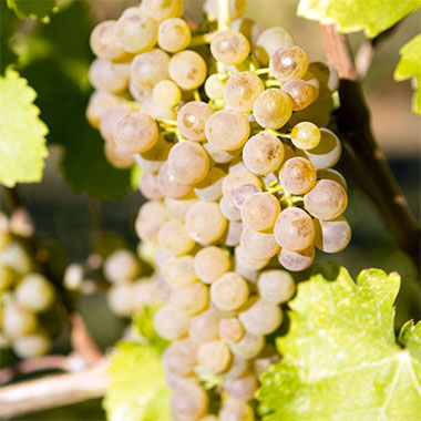 Tuscany, Italy | Wine Regions | Grapepedia.com
